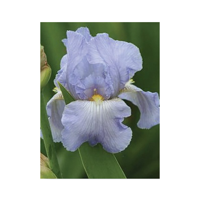 Assorted Irises - 1-Gallon Container CP-1600 | RONA