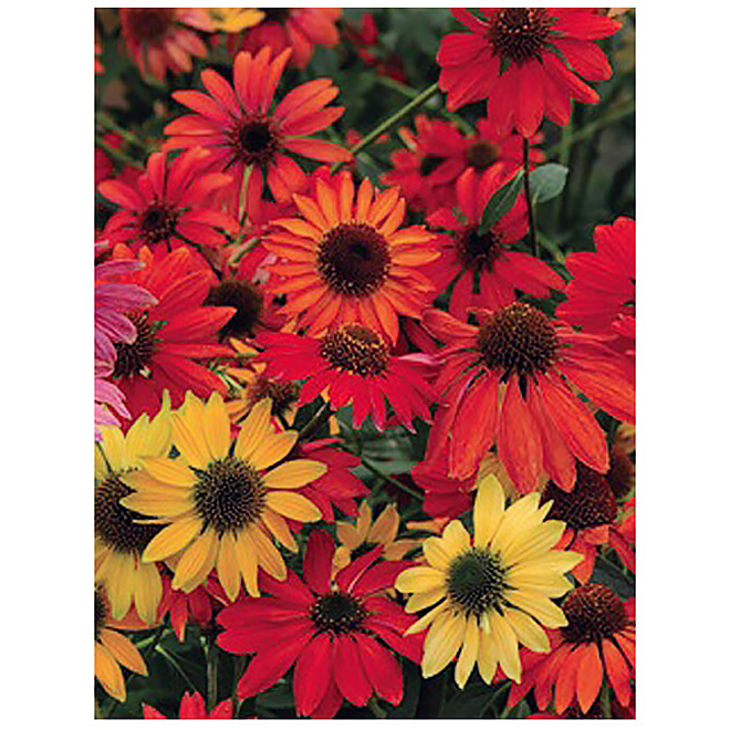 Flower Perennials - 1C Collection - 1 Gallon - Assorted CP-2200 | RONA