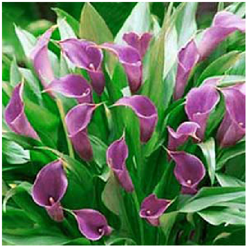MEYERS FLOWERS Lys calla, 4,5", couleurs assorties 500259-10 | RONA