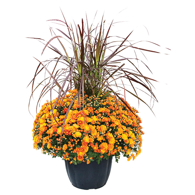 Mum and Grass Fall Arrangement - 13-in Pot Assorted Colour 964595 | RONA