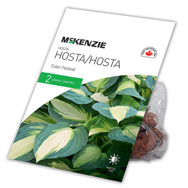 MCKENZIE Hosta Festival de Couleur, 2 plantes 141073 | RONA