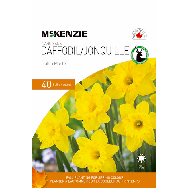 McKenzie Daffodil Bulbs - Dutch Master - 12-14 cm - Pack of 40 141337 ...