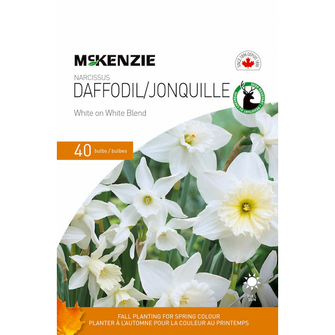 McKenzie 40-Pack Daffodil White on White Bulb Mix 141341 | RONA