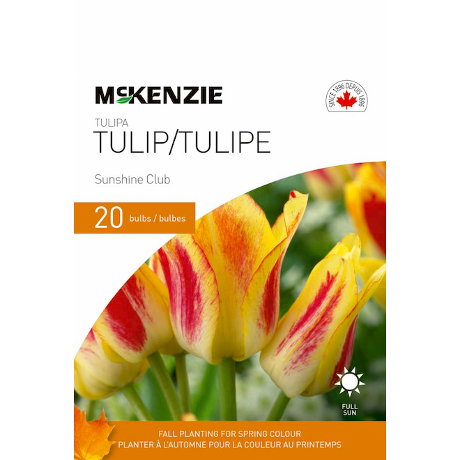 McKenzie 20 Bulbs Sunshine Club Tulips 141346 | RONA