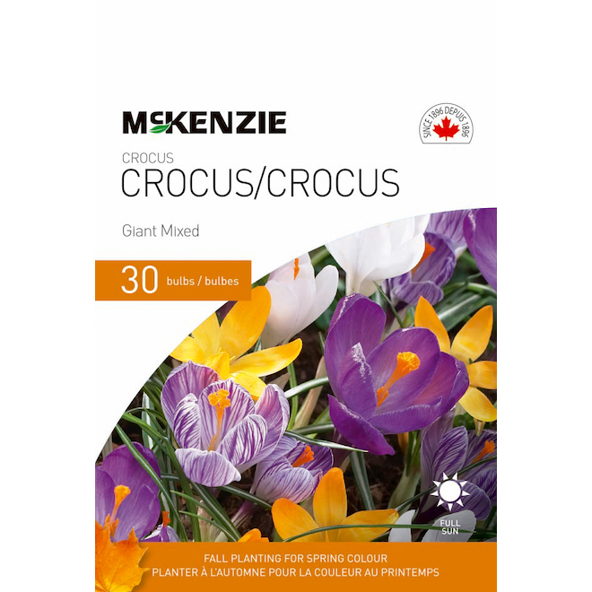 MCKENZIE Crocus Bulbs Giant Mixed 4-in - Pack-30 141359 | RONA