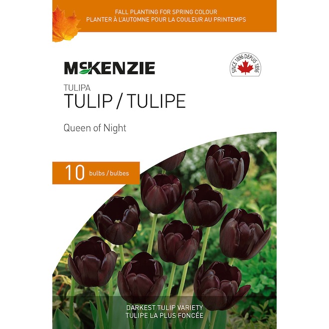 McKenzie Queen of Night Tulips - 10 Bulbs 142553 | RONA