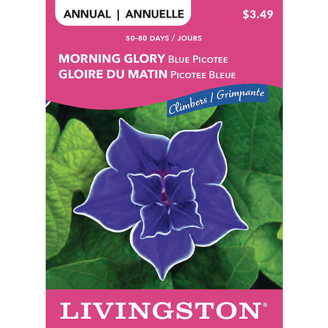 McKenzie Blue Picotee Morning Glory Annual Flower Seeds Pack - 50-80 ...