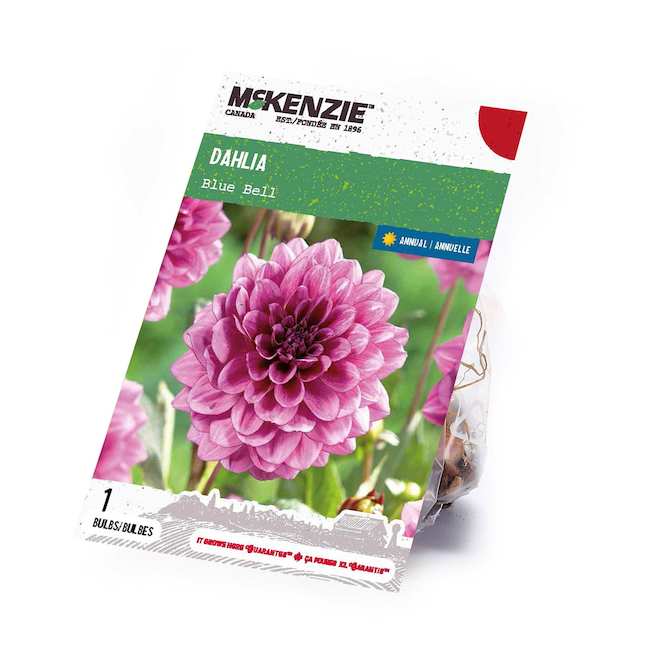 McKenzie Dahlia Bulb Blue Bell Variety - Pack of 1 Bulb 142969 | RONA