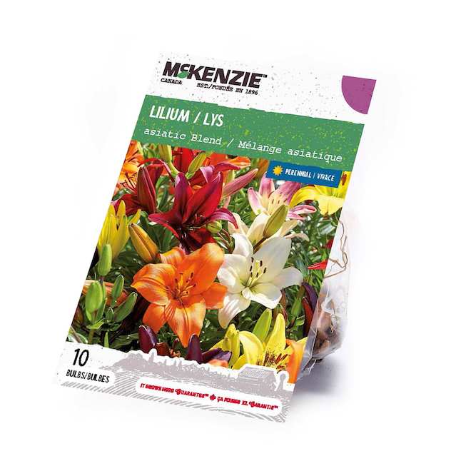 McKenzie Lilium Bulb Asiatic Blend - Pack of 10 Bulbs 144046 | RONA