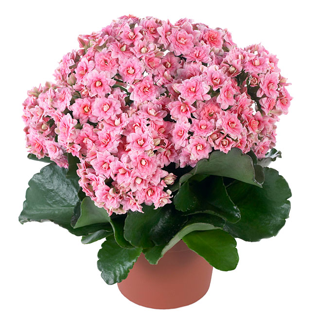 ENT. MARSOLAIS Entreprises Marsolais - Calandiva - 6'' - Assorted CALD6 ...