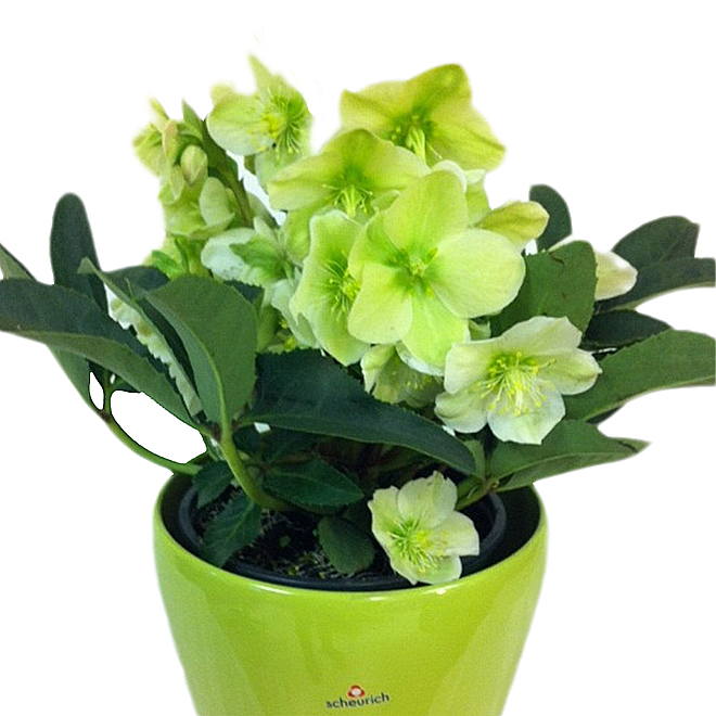 ENT. MARSOLAIS Helleborus, pot de 6" HELL6 | RONA