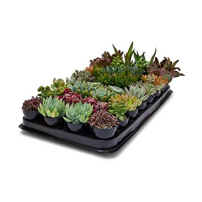 ENT. MARSOLAIS Succulent Plants - 2.5" Pot - Assorted SUC2.5S | RONA