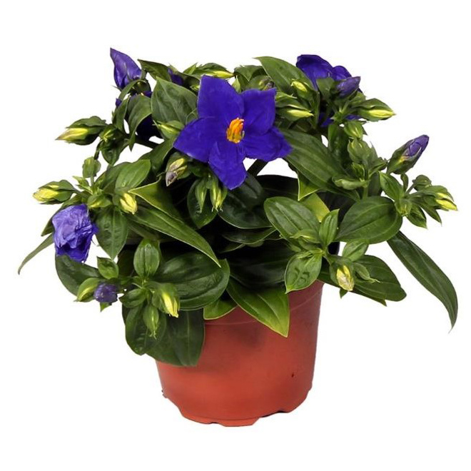 Persian Violet - 4" Pot - Purple/Blue EXAK4 | RONA