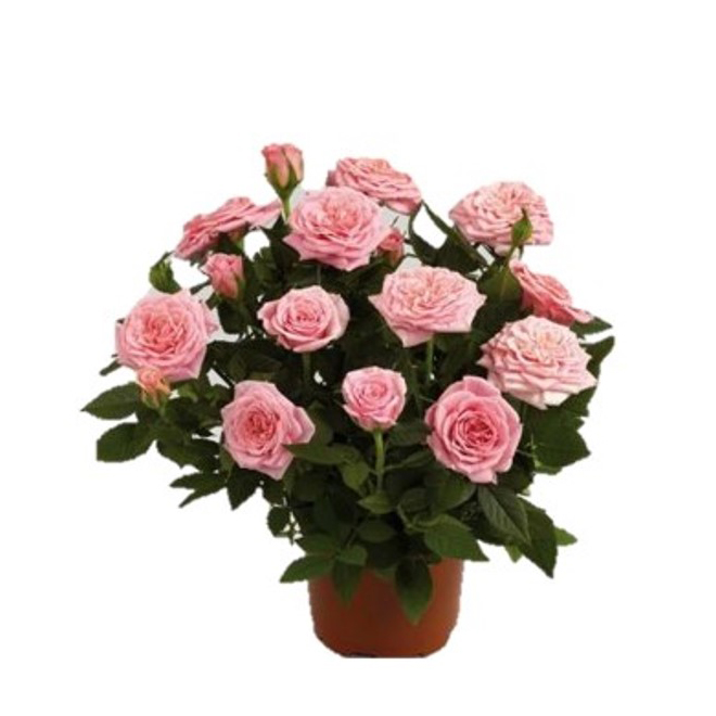 Foliera Mini-Rose Plant with Pot 6-in ROSM6 | RONA
