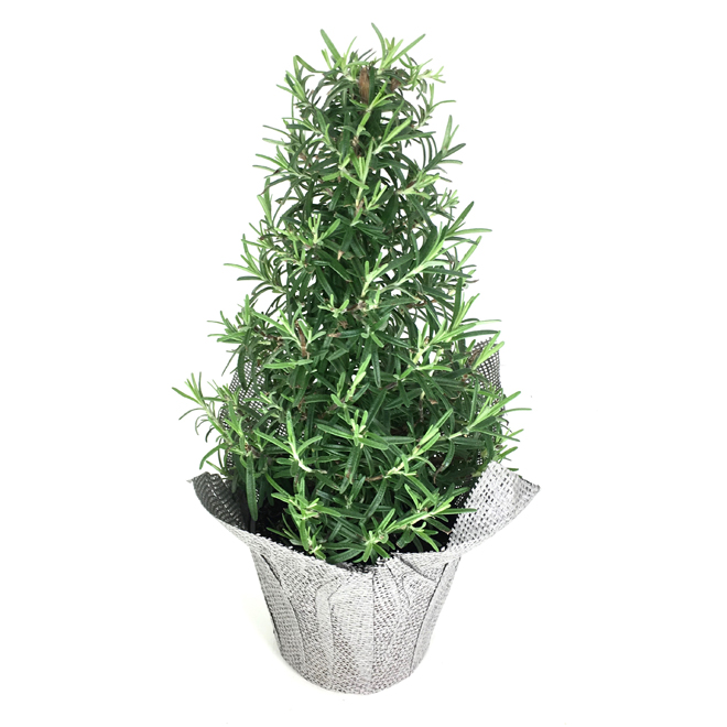Foliera Christmas Rosemary Plant in 4-in Decorative Pot ROM4 | RONA