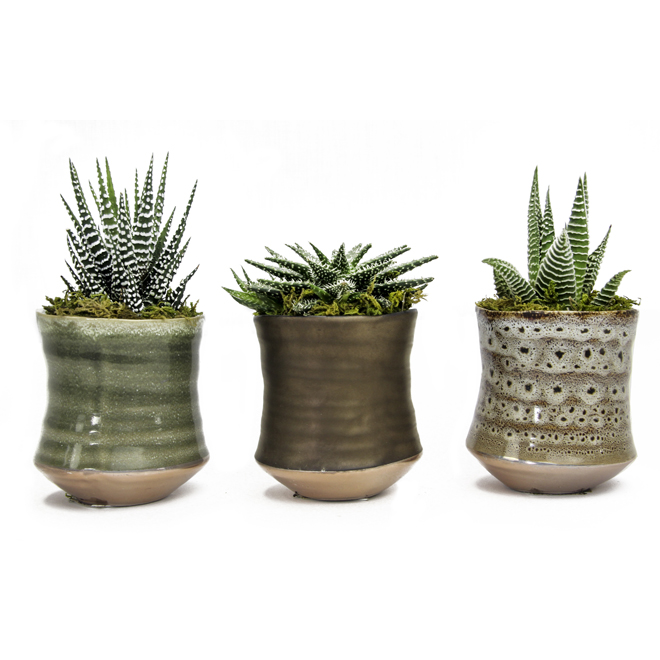 Aloe and Haworthia Plants - Decorative Ceramic Container LTMT | RONA