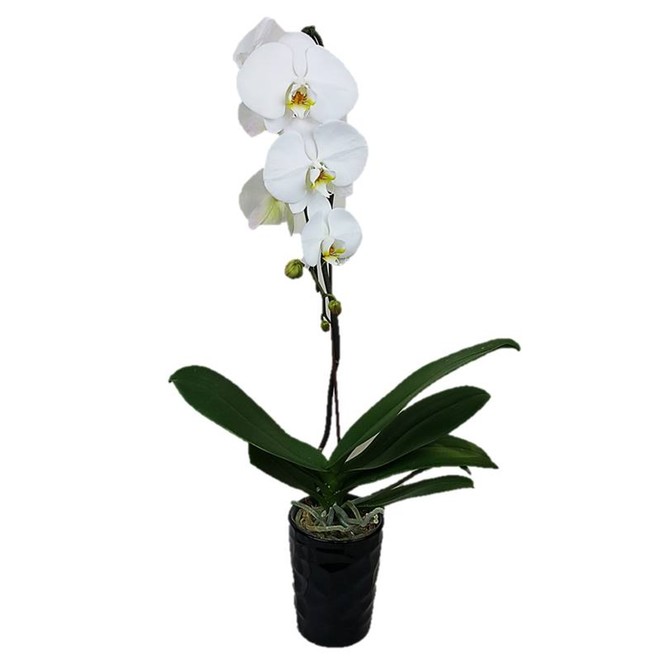 ENT. MARSOLAIS Phalaenopsis Orchid - Cascade - 5" PHA5CASCADE | RONA