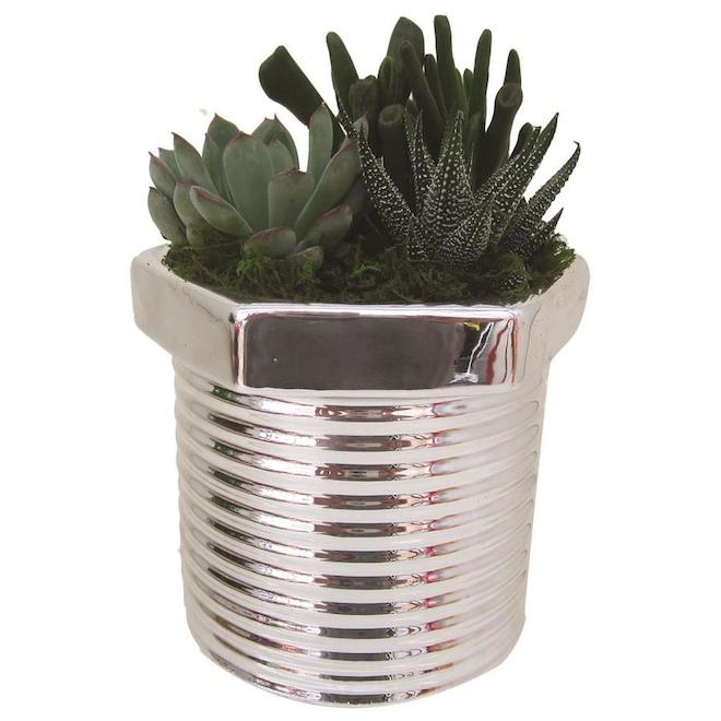 Foliera Inc. Indoor Plant Phillips Succulent in Decorative Pot 6.25-in ...