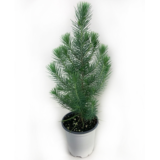 Foliera 4-in Potted Houseplant - Italien Pine T3382 | RONA