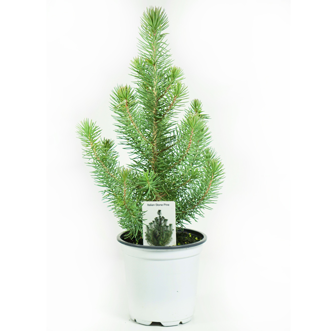 Foliera 4-in Potted Houseplant - Italien Pine T3382 | RONA