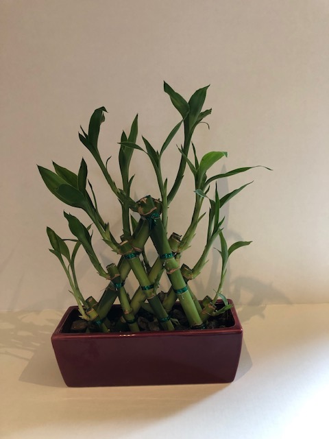 Bamboo - Assorted Ceramic Pot | RONA
