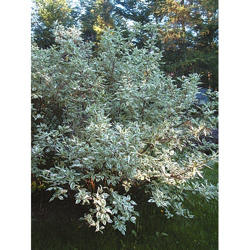 Cornus - Assorted 2COASS0002 | RONA