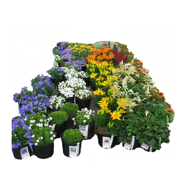 Assorted perennial 9VIASS0001 | RONA
