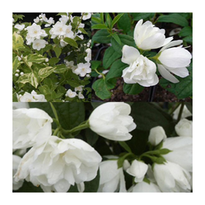 Philadelphus, variétés assorties,pot de 2 gal 14905139 | RONA