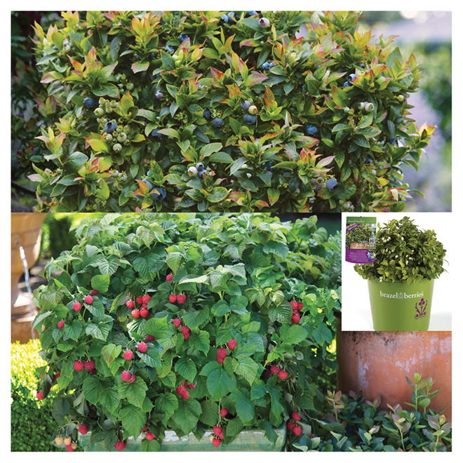 ABBOTSFORD Plant de petits fruits, assorti 4BRBER0001 | RONA