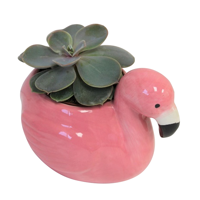 Plante succulente assortie, Morgan Creek Tropicals, flamant rose ...