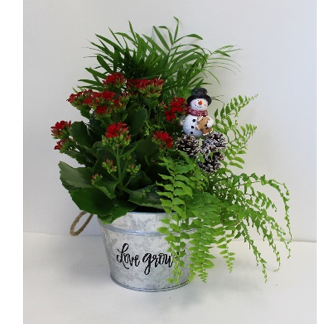 Morgan Creek Tropicals Christmas Garden - 6-in Decorative Pot | RONA
