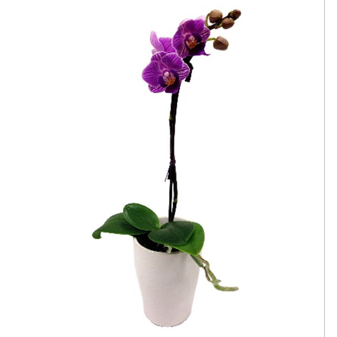 Orchidée, Morgan Creek Tropicals, céramique, 2'' | RONA
