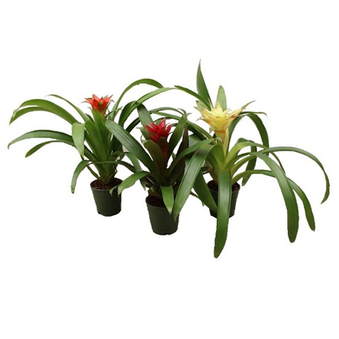 Morgan Creek Tropicals - Bromelia - 16'' - Assorted Colours | RONA