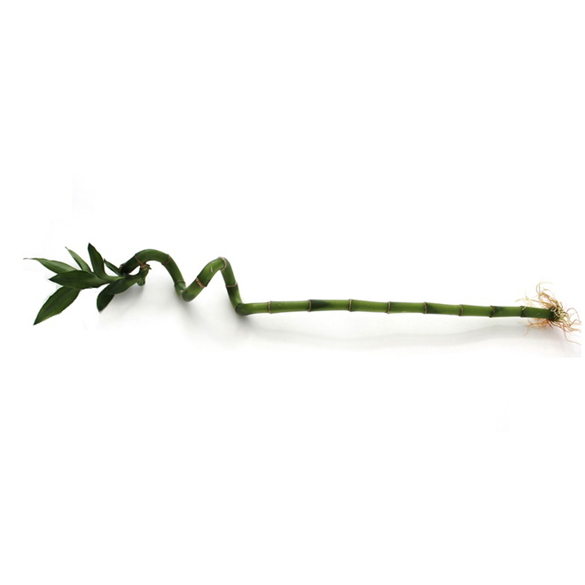 Lucky Bamboo - Curly - 18" - Green | RONA