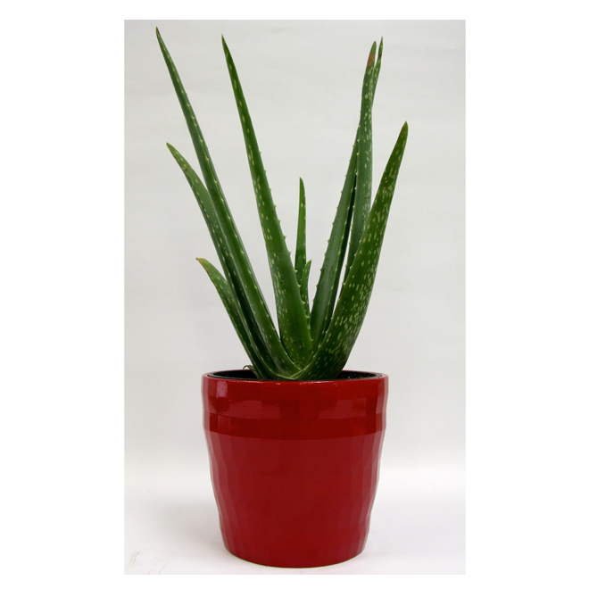 VIVA FLORA Aloe Vera, 5'' Ceramic Decorative Pot 50-5214 | RONA