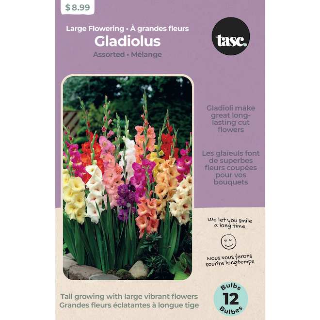 TASC Assorted Gladiolus Bulbs - Tall flowers with Long Stems - 12/Pack ...