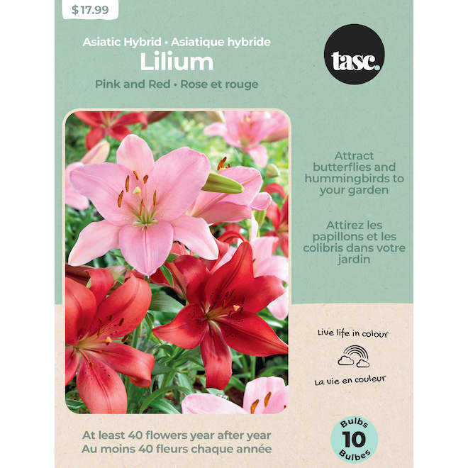 Tasc Lilium Asiatic Pink/Red Hybrid Bulbs LIL3004 | RONA