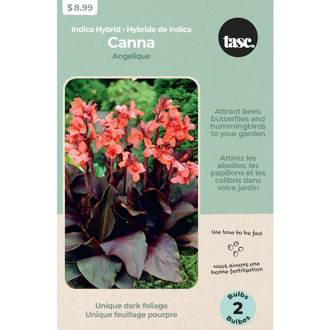 Tasc Hybrid Pink Angelique Indian Cane Bulbs - 2 Bulbs CAN0018BB | RONA