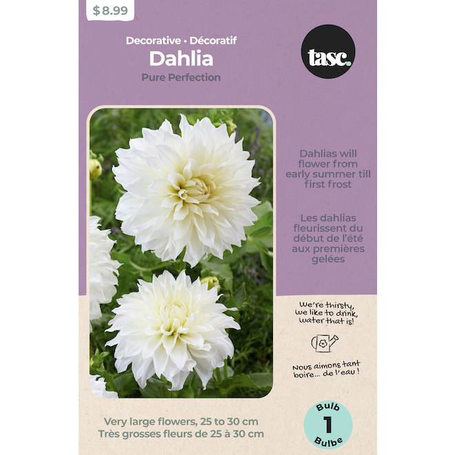 Tasc Dahlia Pure Perfection Bulb - 1 count DAH0023BB | RONA