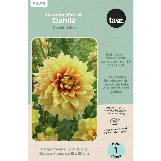 Tasc Yellow/Red Dahlia Dazzling Sun Bulb - 1 count DAH7123BB | RONA