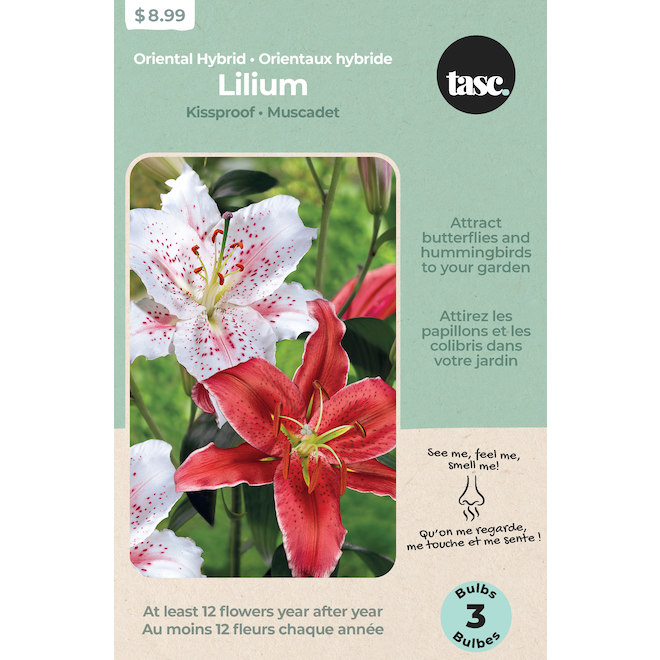 Tasc Oriental Hybrid Kissproof and Muscadet Lily Bulb Duo - 3 Counts ...