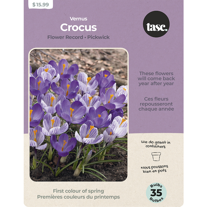 Bulbes de crocus Tasc, Flower Record et Pickwick CRO0012 | RONA
