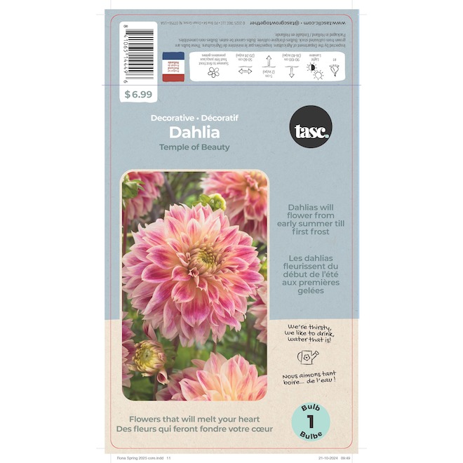 TASC Decorative Temple of Beauty Dahlia Bulb - 1/Pk DAH7050-25 | RONA