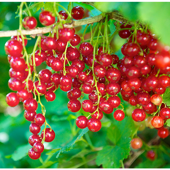 Assorted Currant - 1-Gallon Container 148218 | RONA