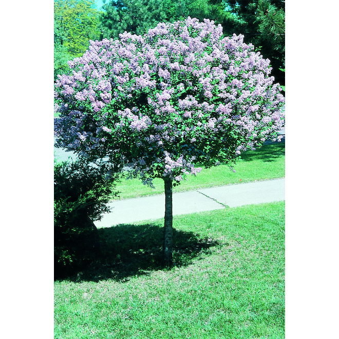 GREEN PLUS Standard Lilac 7 Gallon Pink, Green 829525007406 | RONA