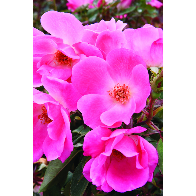 Rosier Knock out simples roses, pot de 5 gal 476011 | RONA