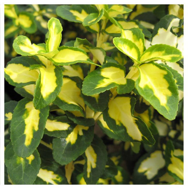 Euonymus Surespot - 2-Gallon Pot 476018 | RONA