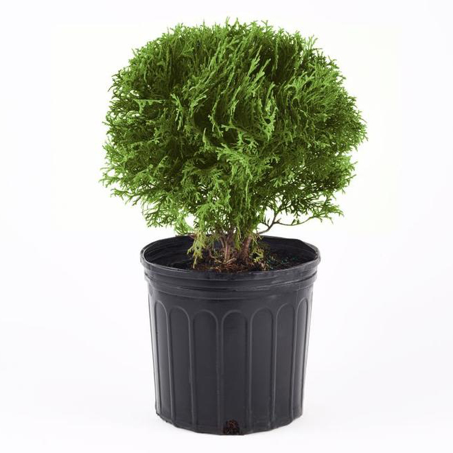 Cedar Globe - 2-Gallon Container 476021 | RONA