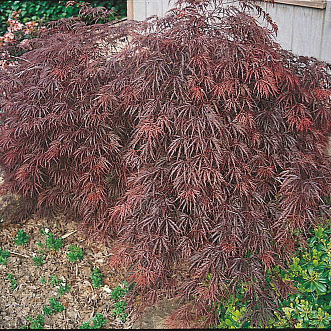 GREEN PLUS 5-Gal Assorted Japanese Maple 95383 | RONA
