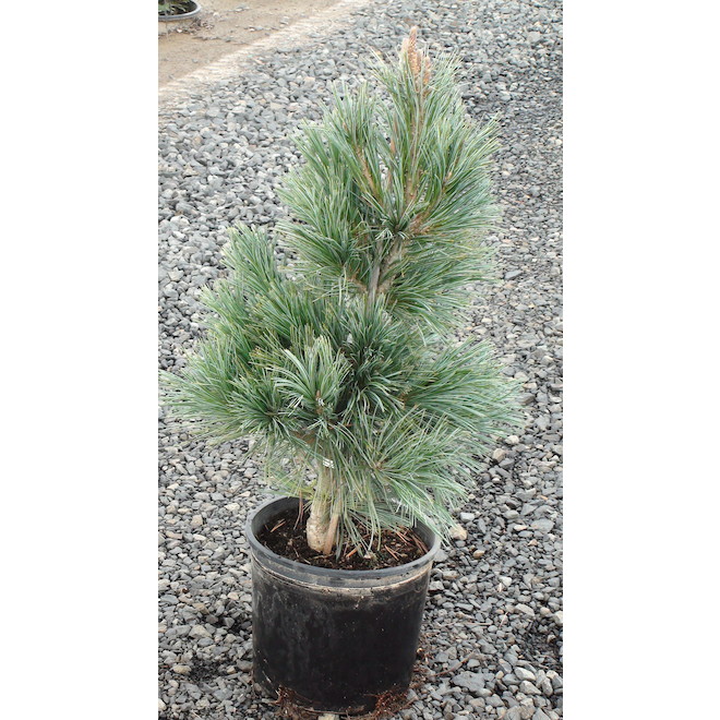 Assorted Pine 1 Gallon 3090411 | RONA